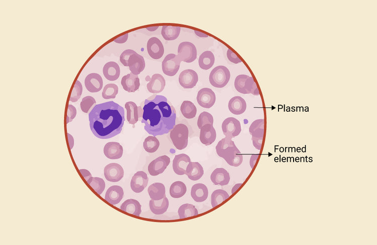 Blood Plasma vs Lymph: Composition, Functions, and Roles – Knya