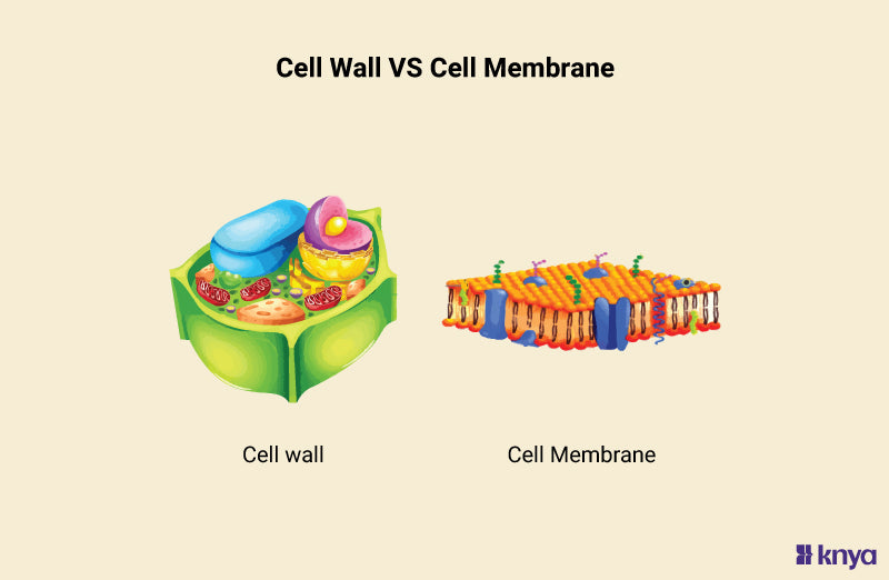 Guardian of Cells: Difference between Cell Wall & Cell Membrane – Knya