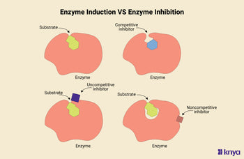 Check the Difference Between Enzyme Induction and Enzyme Inhibition – Knya