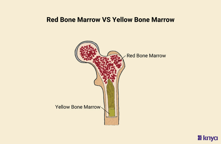 Difference Between Red Bone Marrow and Yellow Bone Marrow| Explained ...
