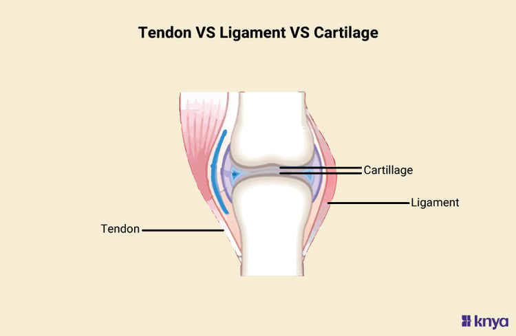 Tendon vs Ligament vs Cartilage: Body's Connective Tissues – Knya