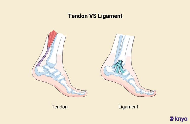 Difference Between Tendon and Ligament: Your Body's Connectors – Knya