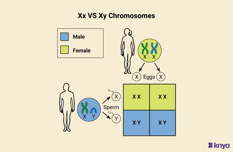 XX Chromosome: Meaning, Difference from XY, & Role in Human Genetics – Knya