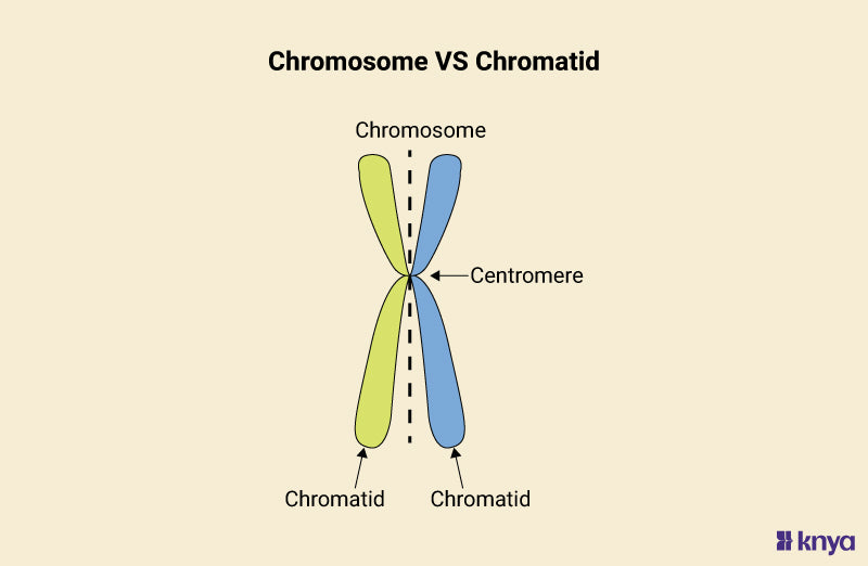 Chromosomes Vs Chromatids: Vital Differences – Knya