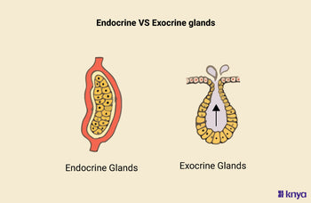 Tracking down the difference between Endocrine and Exocrine gland – Knya