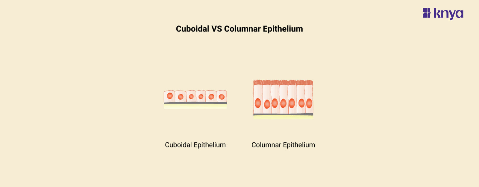 Difference Between Cuboidal and Columnar Epithelium | Explained – Knya Difference Between Cuboidal and Columnar Epithelium | Explained – Knya