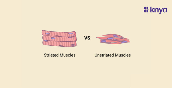 Exploring the Difference Between Striated and Unstriated Muscles – Knya Exploring the Difference Between Striated and Unstriated Muscles – Knya